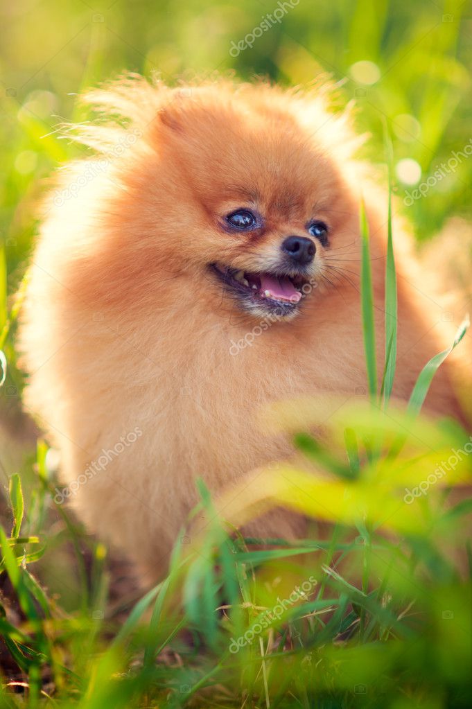 Spitz — Stock Photo © deinfo #47415421