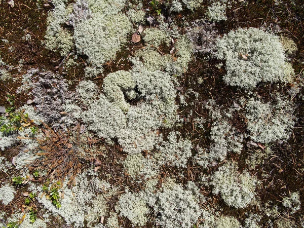 Lichen plants Stock Photos, Royalty Free Lichen plants Images ...