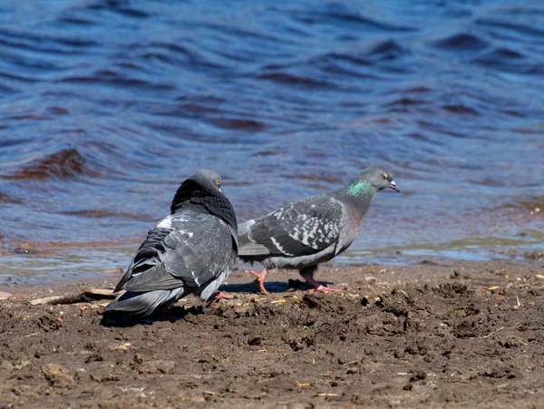 Pigeon range Stock Photos, Royalty Free Pigeon range Images | Depositphotos
