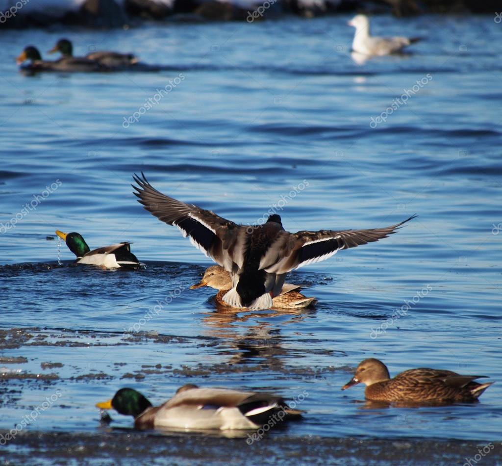 Ducks on the lake in winter — Stock Photo © Enskanto #29649389