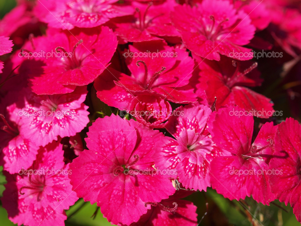 Carnation — Stock Photo © Enskanto #32241085
