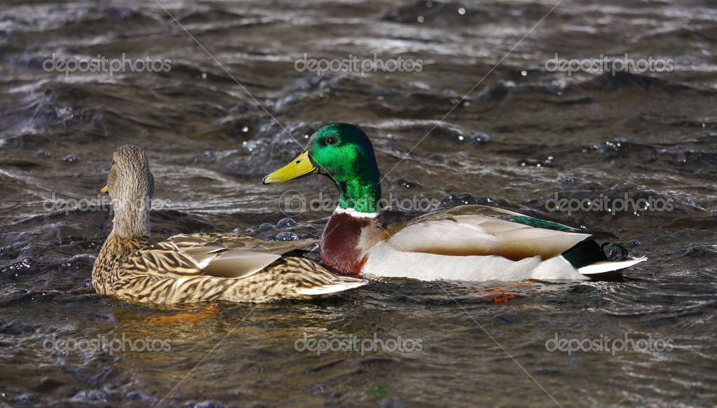 Duck on the river in winter ⬇ Stock Photo, Image by © Enskanto #32252517