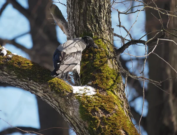 Rain on umbrella — Stock Photo © BrianAJackson #27928773