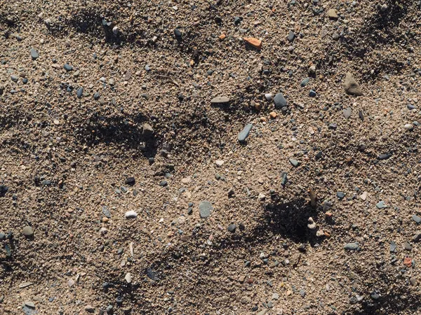 Pista de castor Stock Photos, Royalty Free Pista de castor Images ...