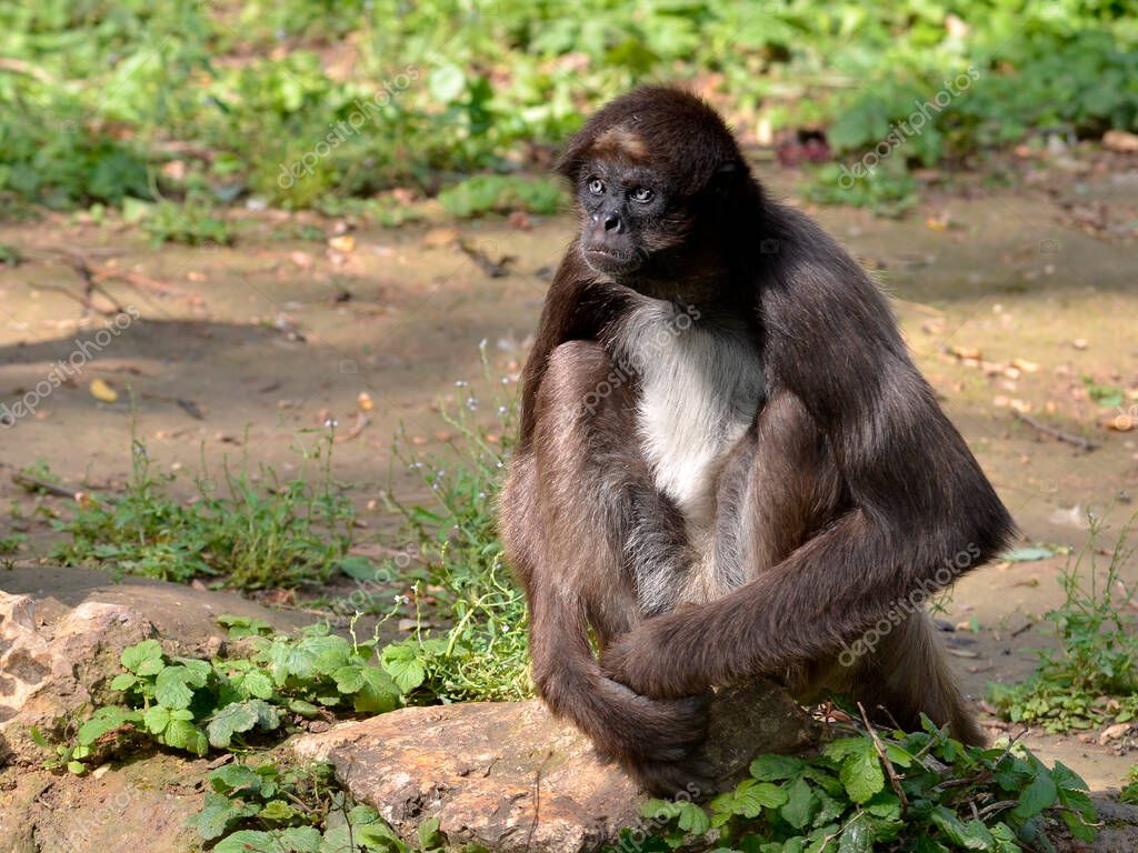 Monos araña abigarrados de primer plano (Ateles hybridus marimonda) con ...