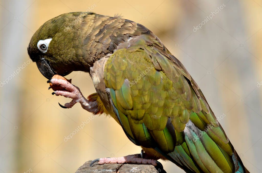 Perfil Burrowing Parrots (Cyanoliseus patagonus) comiendo fruta 2022