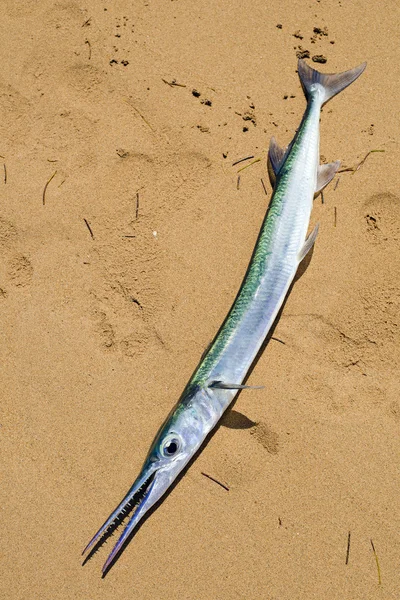 Needlefish Clipart