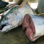 Bluefin four tuna fish Thunnus thynnus catch row — Stock Photo ...