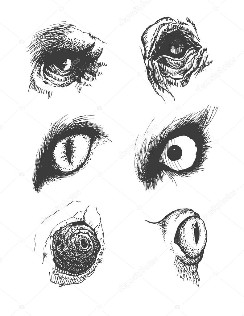 Dibujo De Ojo De Animal