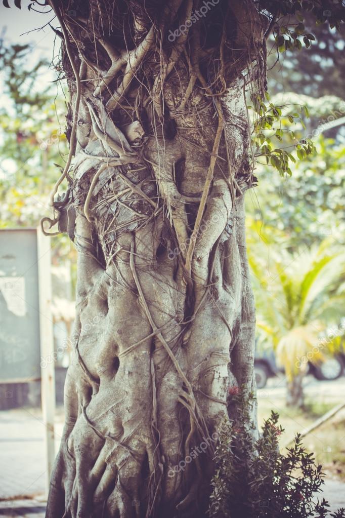 Closeup of banyan tree trunk roots with carvings in retro colours ...