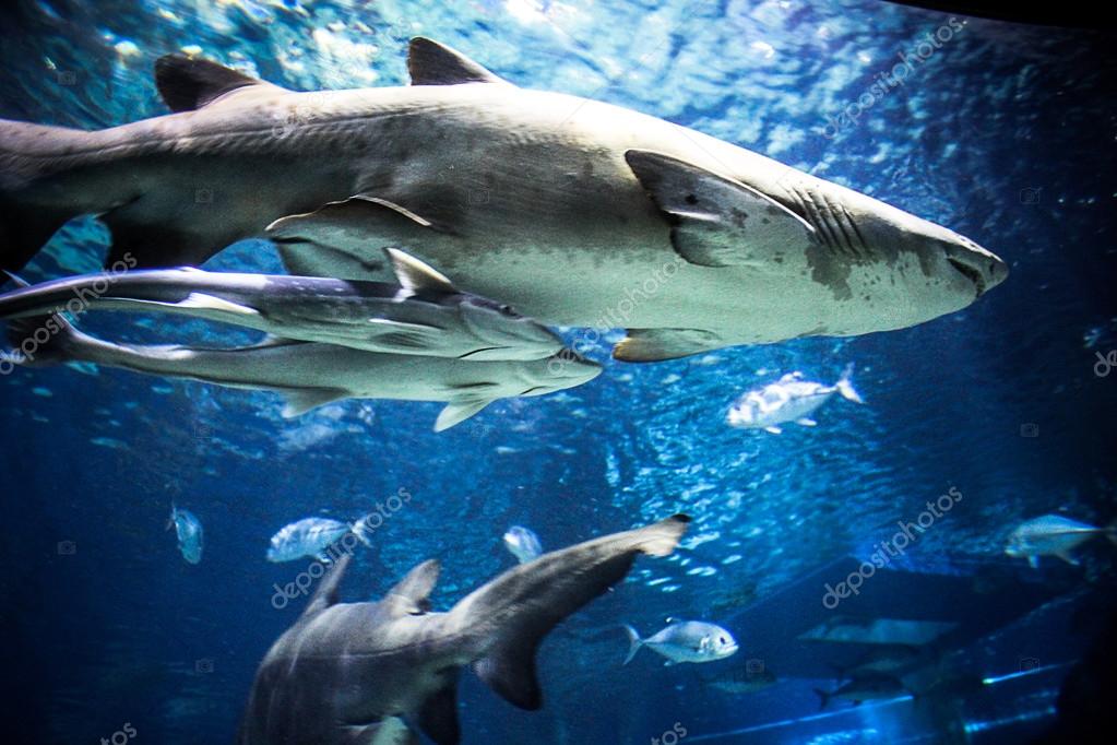 Shark with other fish is swimming in the deep water Stock Photo by ...