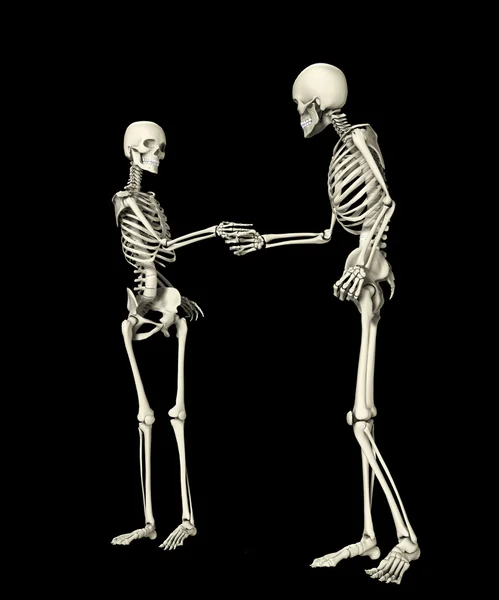 Skeletal relationship Stock Photos, Royalty Free Skeletal relationship ...