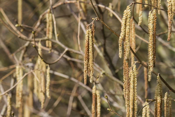 Tree pollen Stock Photos, Royalty Free Tree pollen Images | Depositphotos®