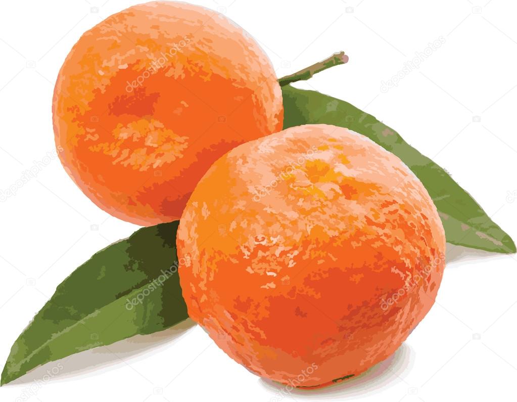 Dos mandarinas con hojas (vector) 2023