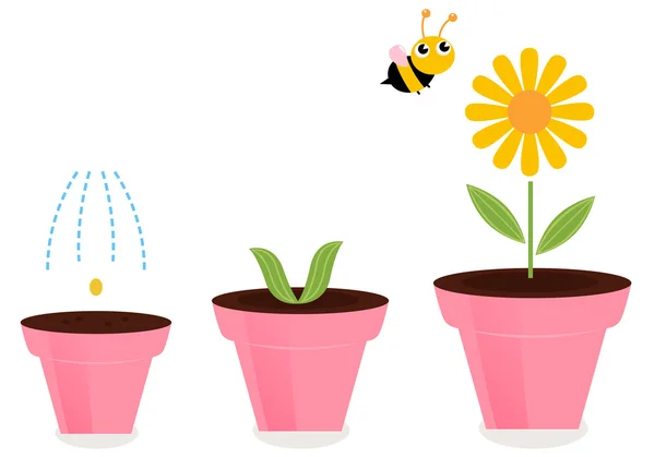 ᐈ Flower blooming stages drawing stock vectors, Royalty Free flower ...