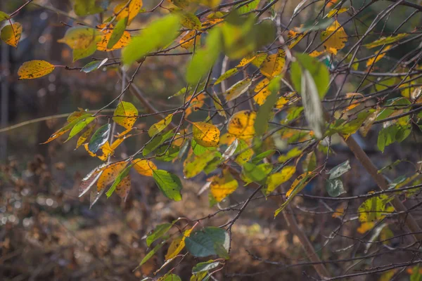 Tendu leaves Stock Photos, Royalty Free Tendu leaves Images | Depositphotos