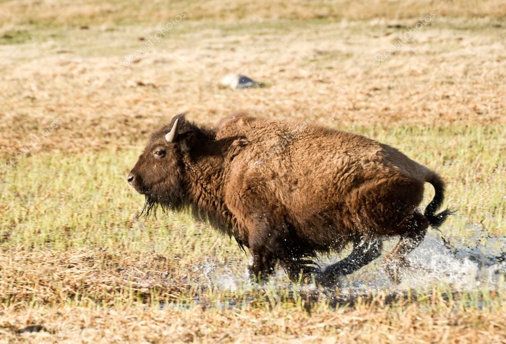 Charging Bison in Yellowstone Park ⬇ Stock Photo, Image by © woodkern ...