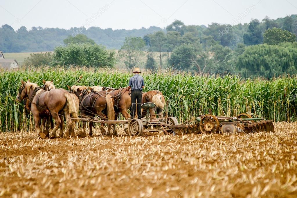 Traditional Amish Farming — Stock Photo © woodkern #24078285