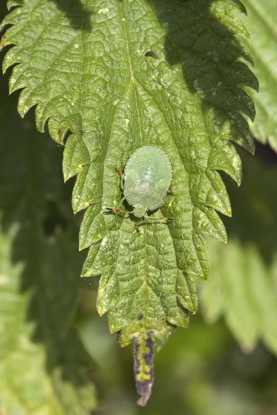 Green tortoise beetle Stock Photos, Royalty Free Green tortoise beetle ...