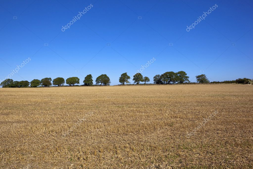 Stubble field with trees — Stock Photo © emjaysmith #12864240