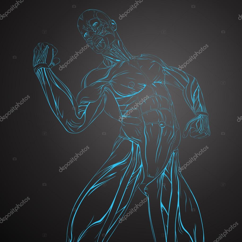 Human Muscle Anatomy Stock Vector Image by ©ramonakaulitzki #18548313