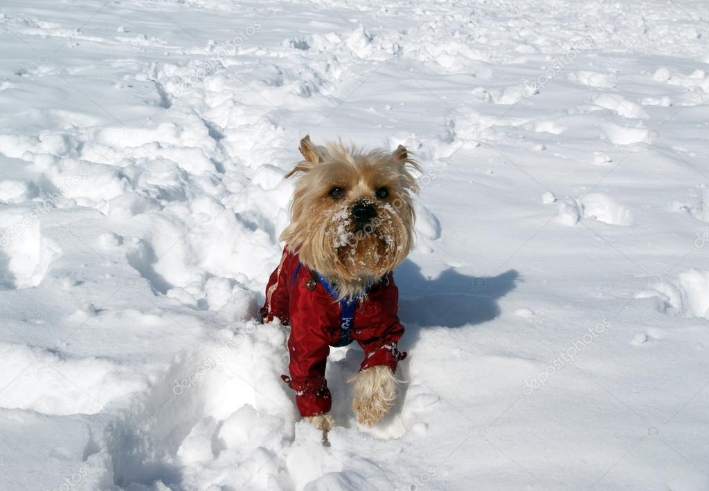 Yorkie In Snow