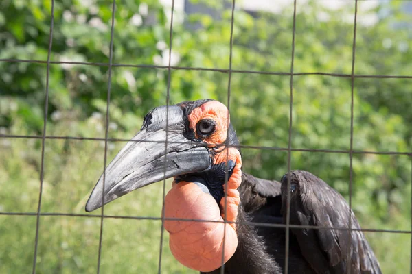 Horned raven Stock Photos, Royalty Free Horned raven Images | Depositphotos