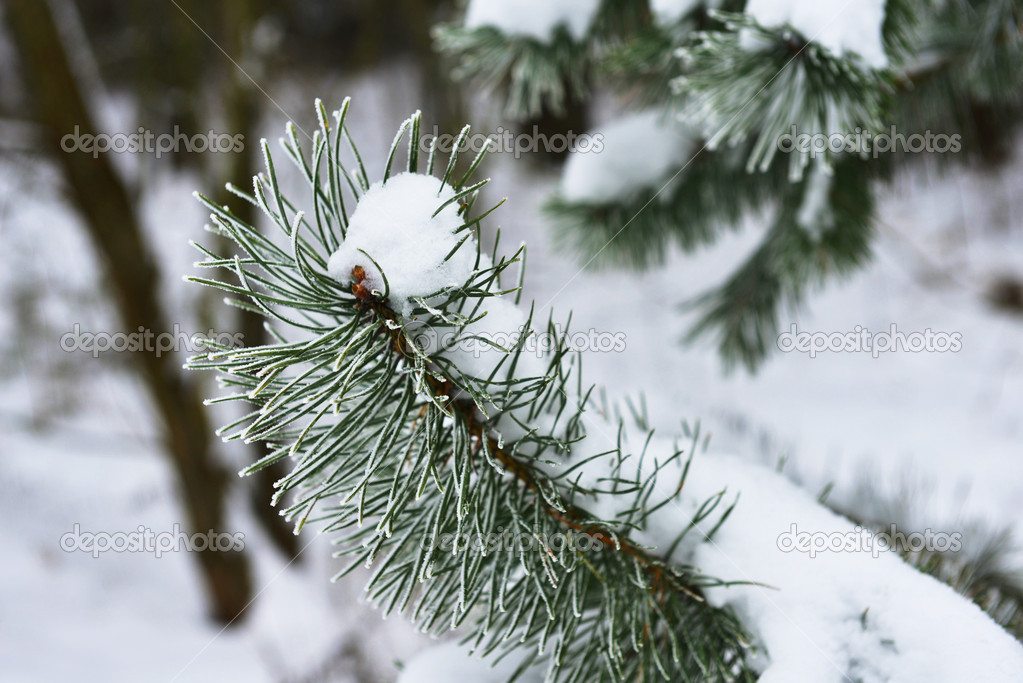 Branches of winter spruce tree Stock Photo by ©Taden1 19162591