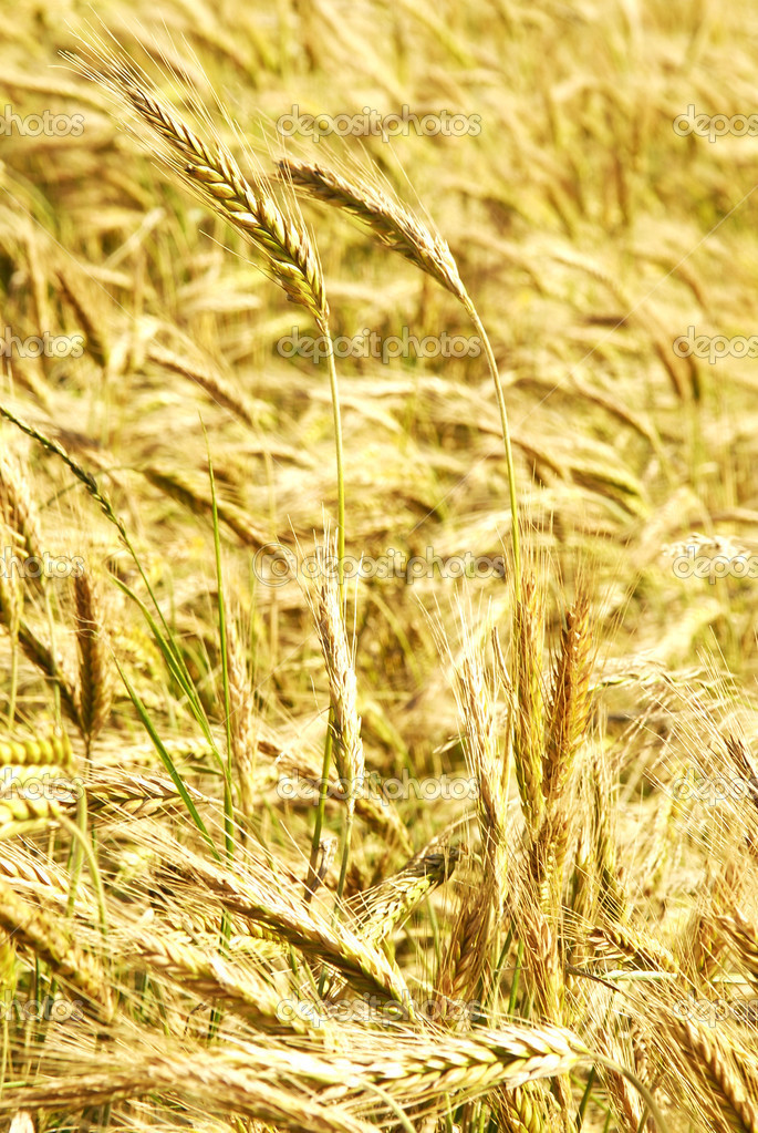 The rye field Stock Photo by ©Taden1 23624045
