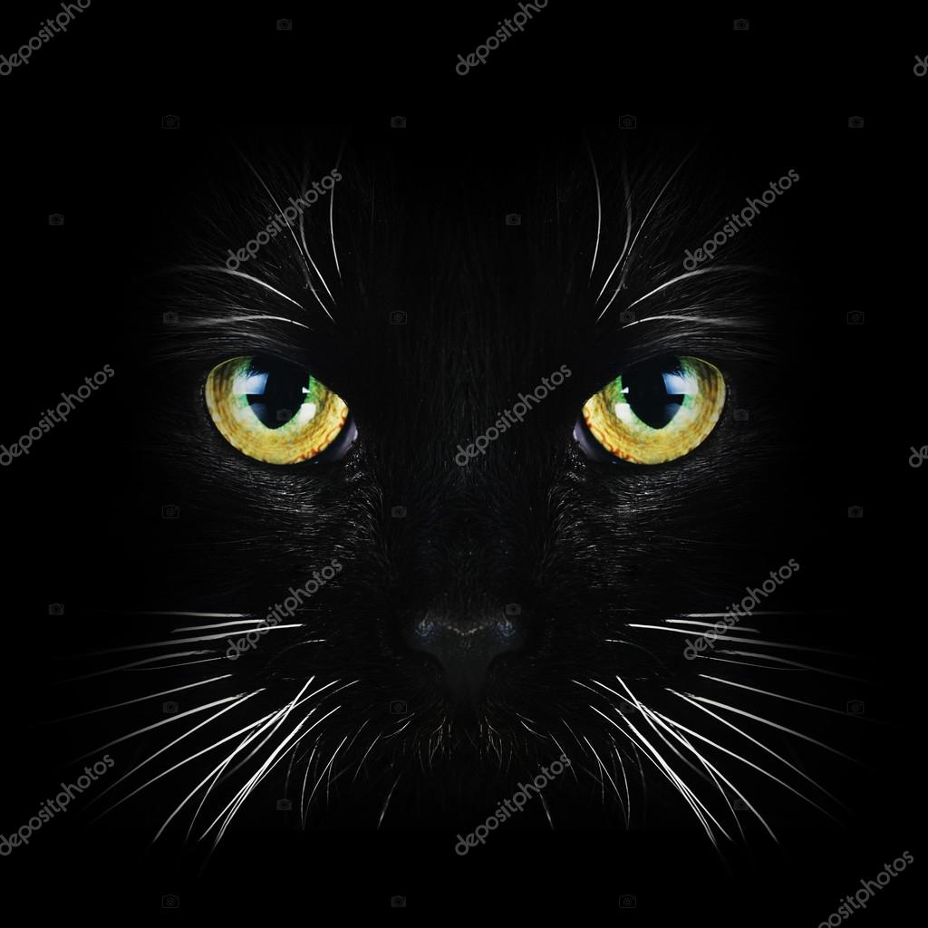 Black cat — Stock Photo © Taden1 #24780929