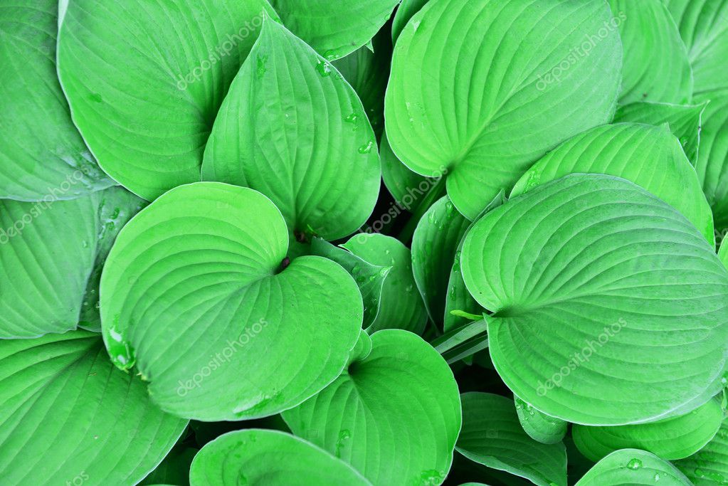 Hojas verdes — Foto de stock #27622857 © Taden1