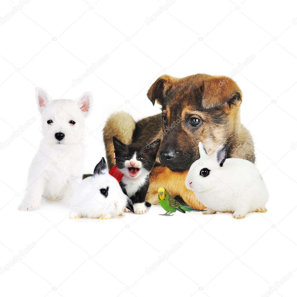 Los perros, gato, aves y conejos hermosos — Fotos de Stock © Taden1 ...