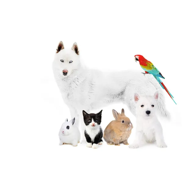 Dog cat bird Stock Photos, Royalty Free Dog cat bird Images ...
