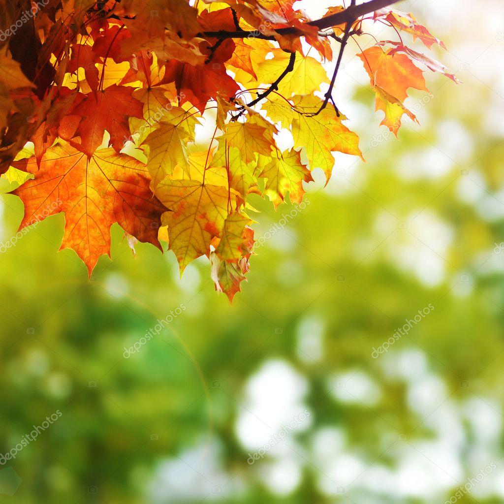 Autumn leaves — Stock Photo © Taden1 #31458507