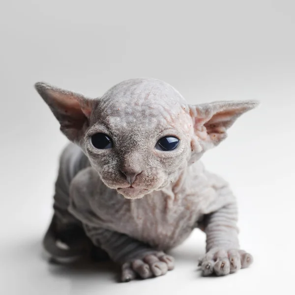 Cute bald baby cat — Stock Photo © Taden1 #5361832