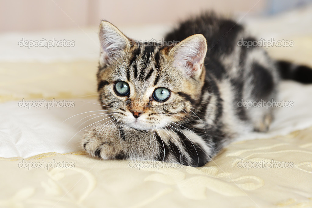 liten söt katt — Stockfotografi © Taden1 #42844533