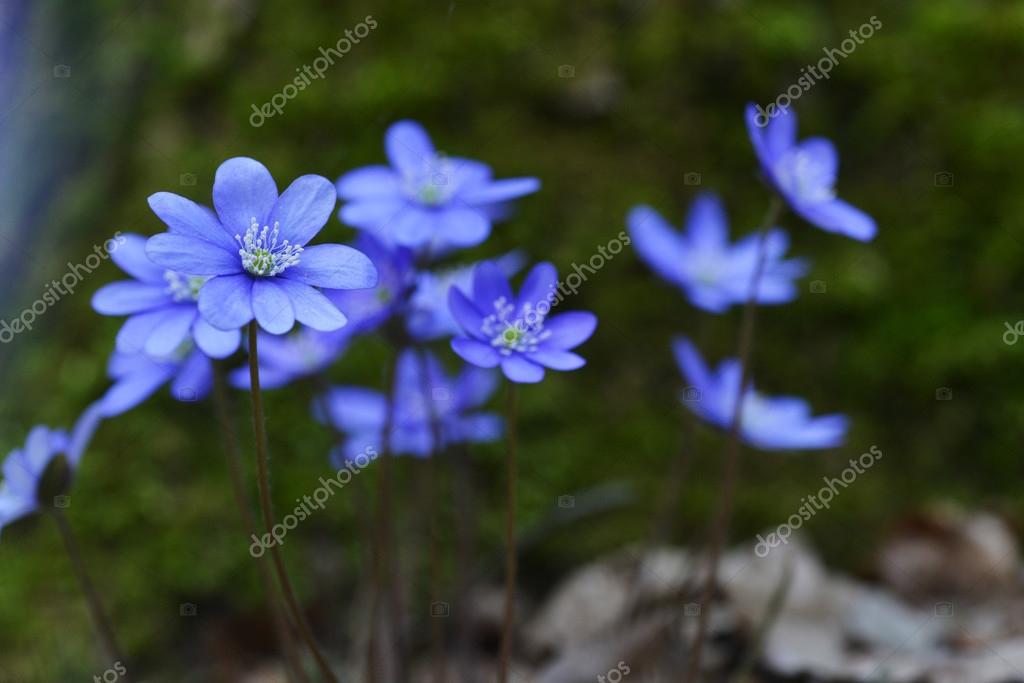 Fleurs bleues — Photographie Taden1 © #44629153