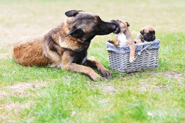 Perro con cachorros — Foto de stock #50791389 © Taden1