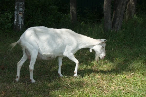 Piebald nubian goat Stock Photos, Royalty Free Piebald nubian goat ...