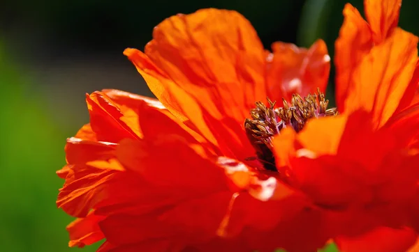 Poppy flower macro - Stock Image - Everypixel