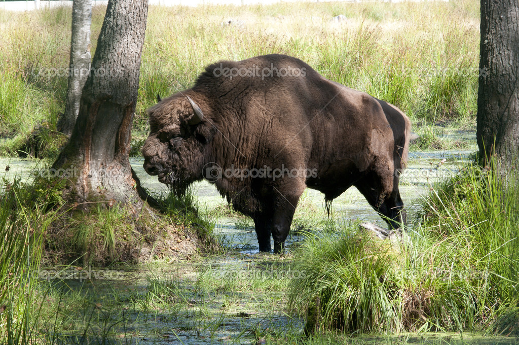 Aurochs — Stock Photo © sibrikov #35056447