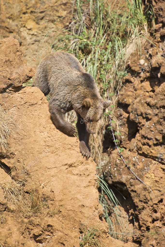 Big brown bear climbing a cliff. — Stock Photo © angelsimon #12874144
