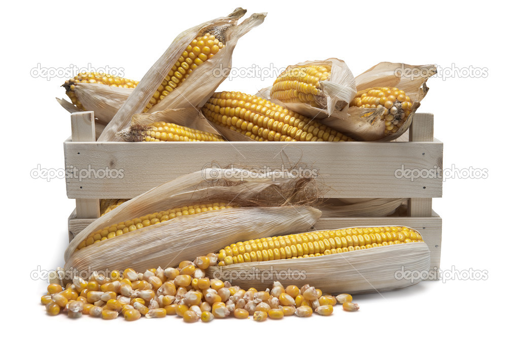 Wooden crate with corn ears Stock Photo by ©angelsimon 13821559