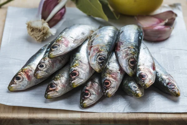 Fotos de Slender rainbow sardines, Imagens de Slender rainbow sardines ...