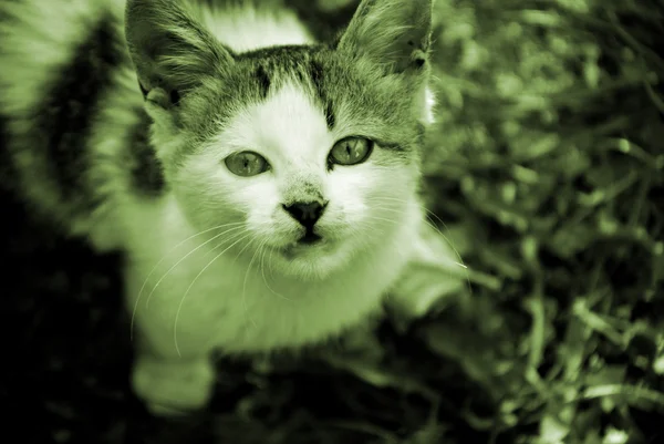 Gato verde fotos de stock, imágenes de Gato verde sin royalties ...