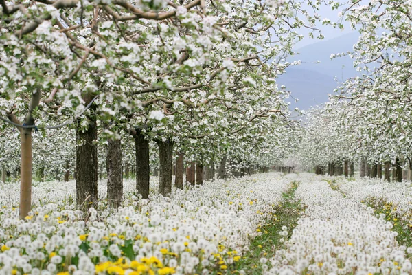 Apple orchard in bloom Stock Photos, Royalty Free Apple orchard in ...