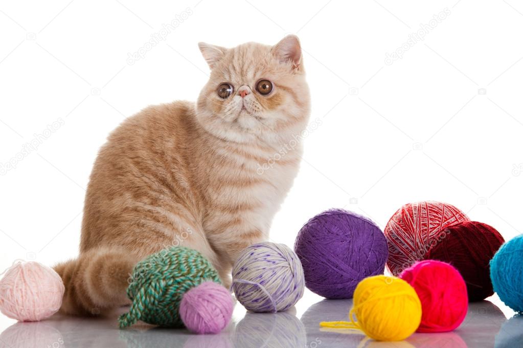 Exotic shorthair cat. Cat with balls of threads. Stock Photo by ...