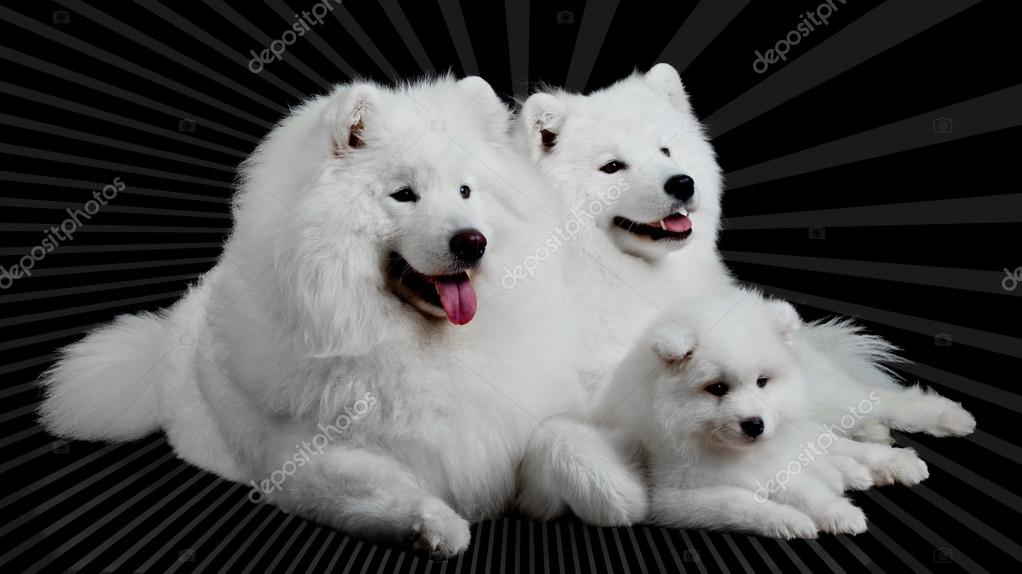 Are Samoyeds Good Family Dogs