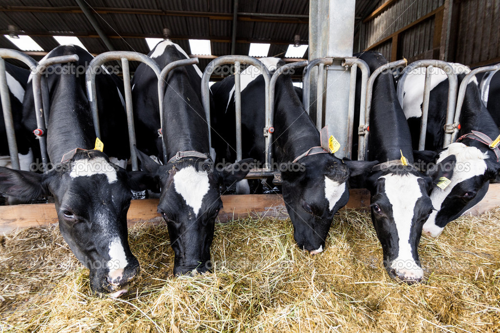 vacas de una granja. vacas lecheras en una granja — Fotos de Stock ...