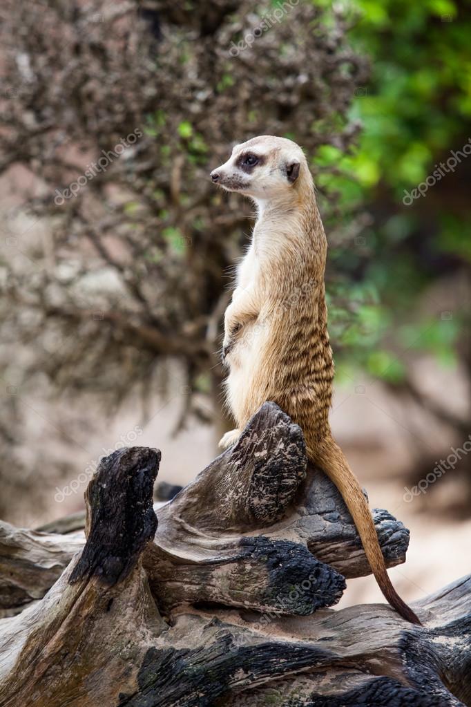 Meerkat or Suricate. Stock Photo by ©ewastudio 37785889